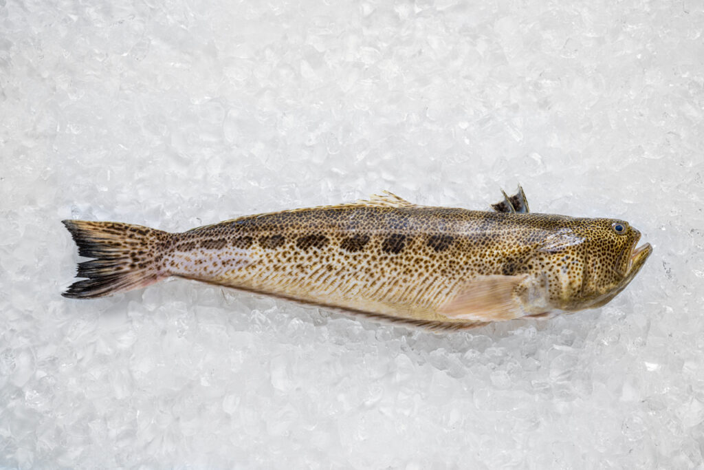 Giftiga fiskar och marina förgiftningar – risker och behandling ...