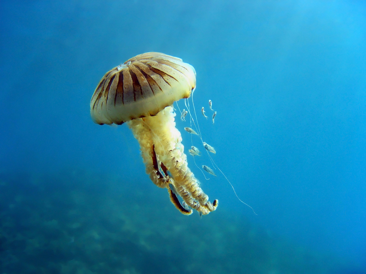 Giftiga fiskar och marina förgiftningar – risker och behandling ...