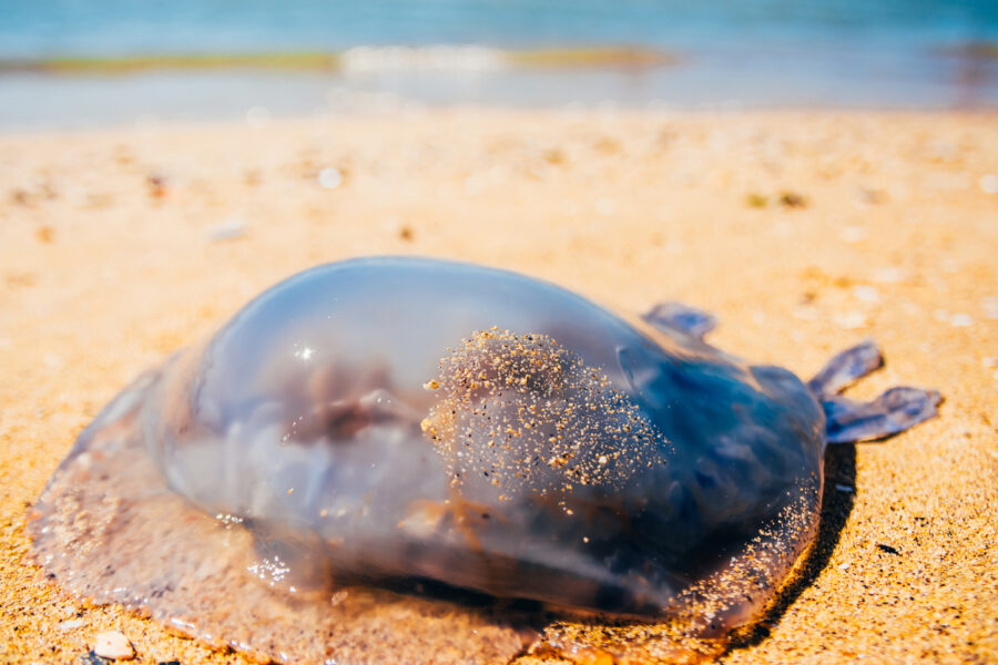 Giftiga fiskar och marina förgiftningar – risker och behandling ...
