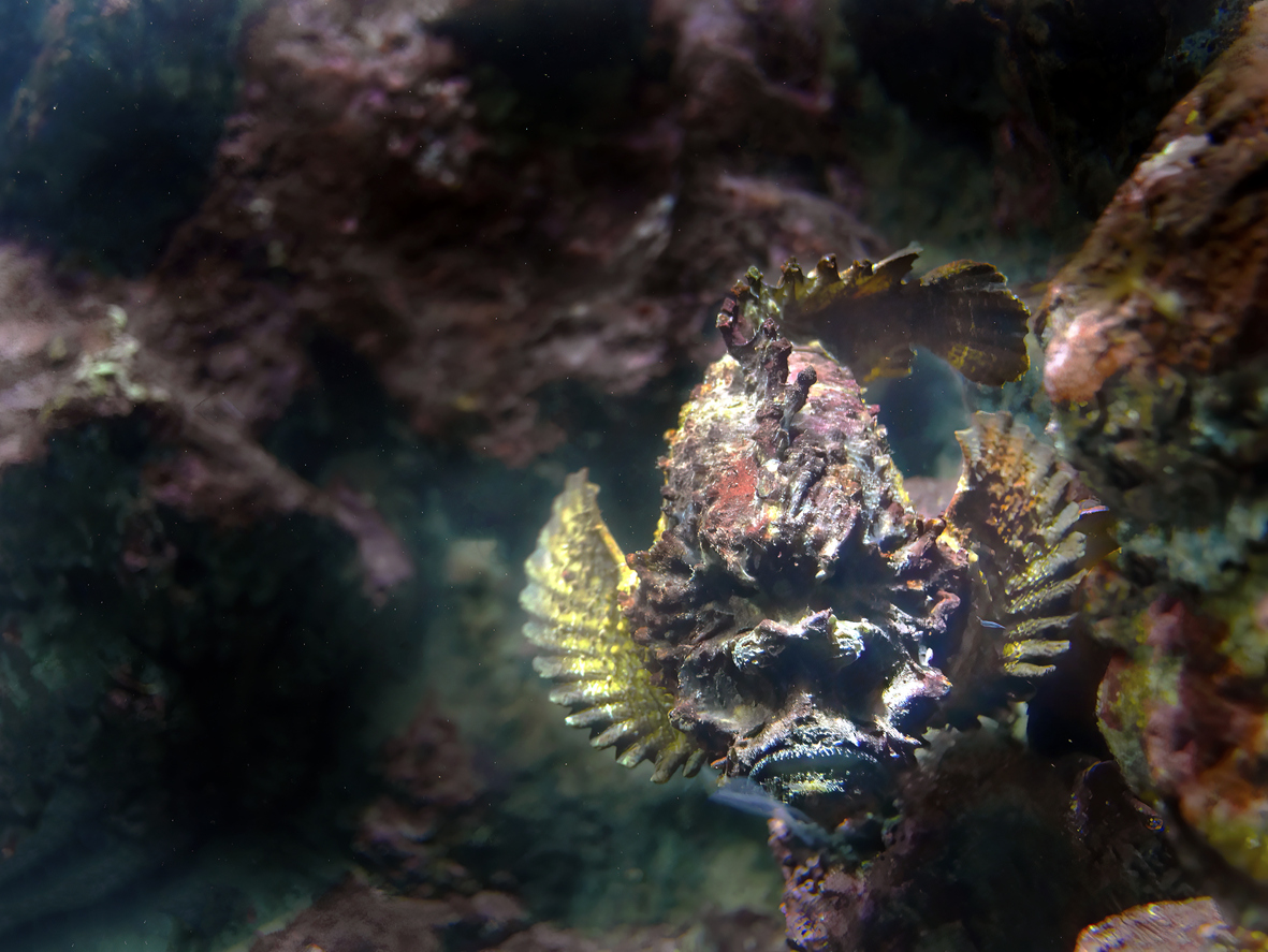 Giftiga fiskar och marina förgiftningar – risker och behandling ...